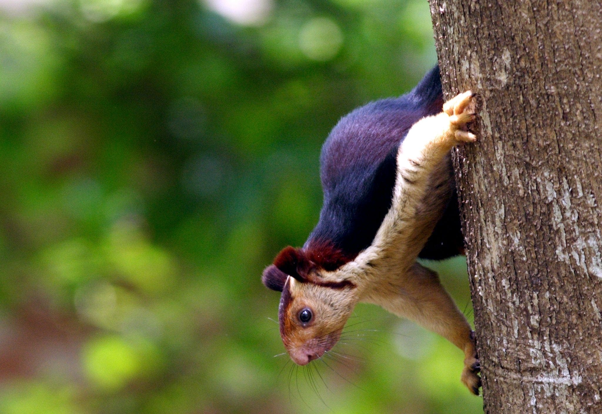 The World Of Indian Giant Squirrels: Sacred And Spectacular
