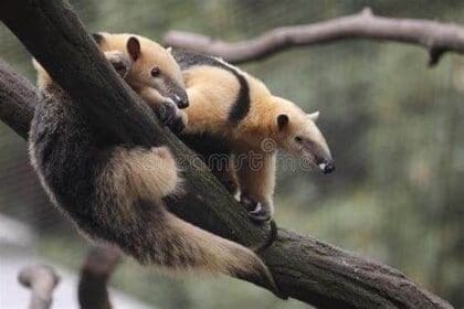 The Top 25 Things To Know About Anteaters