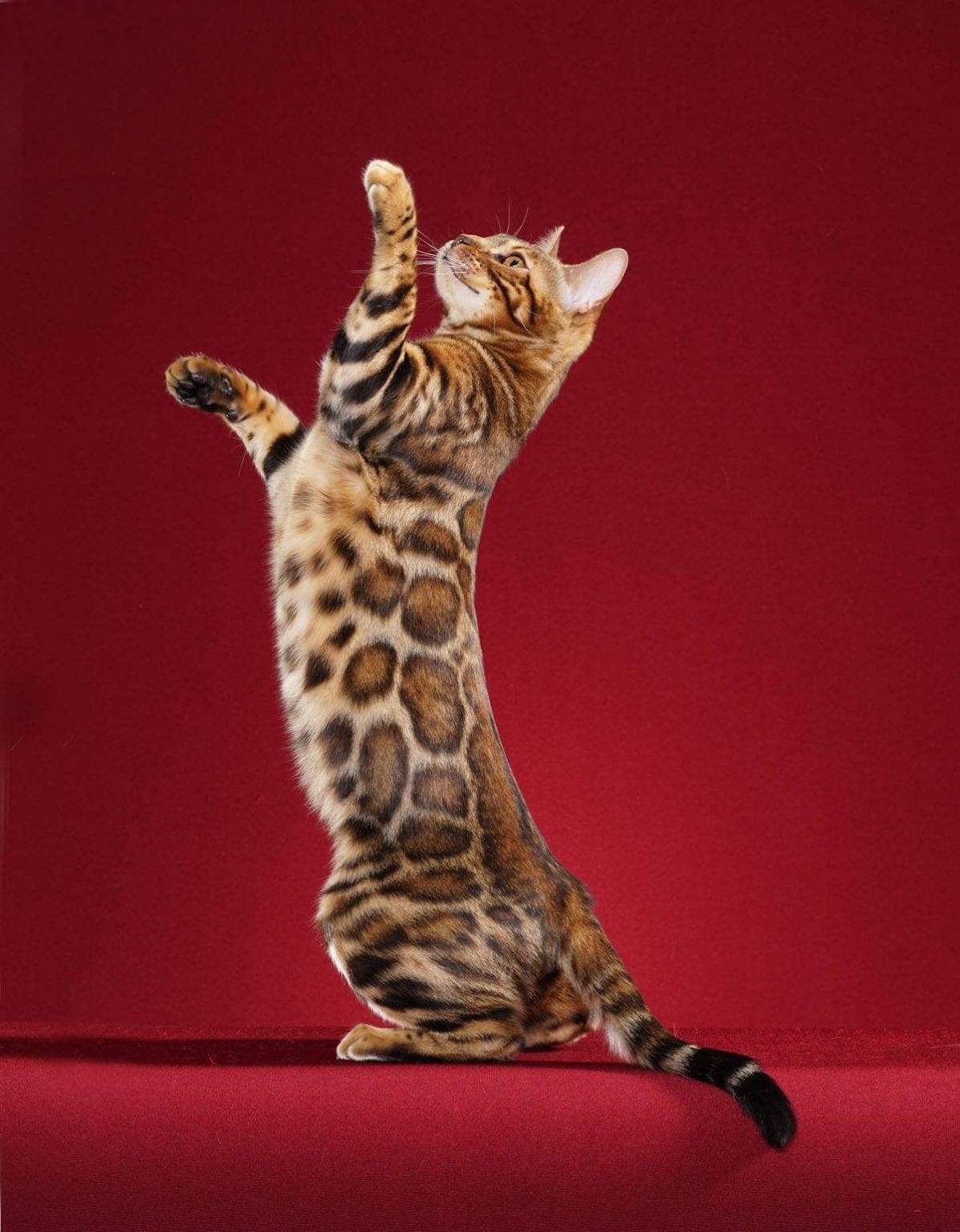 15 Most Expensive Pets To Take Care Of!