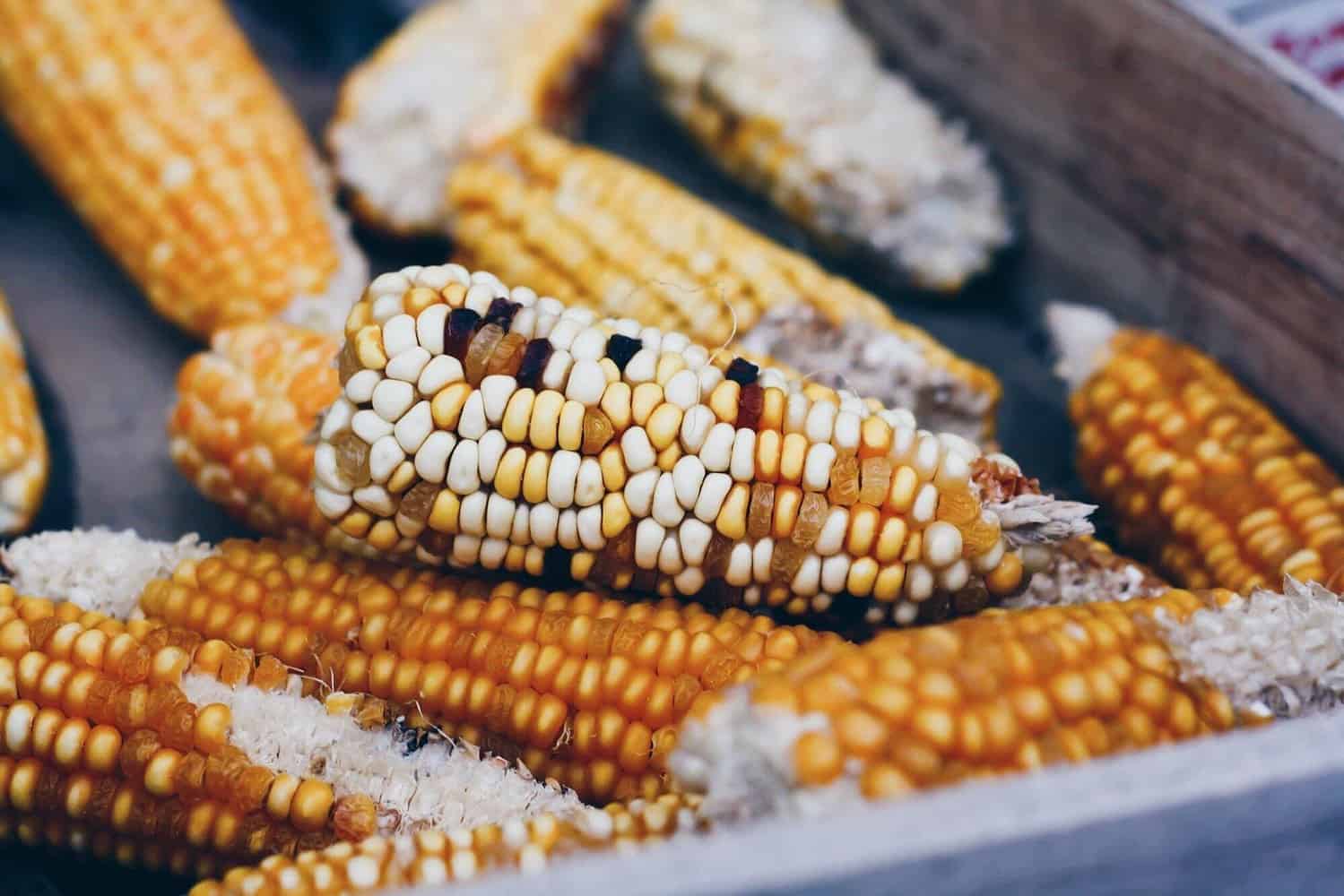 Corn On The Cob: Cool Facts To Know