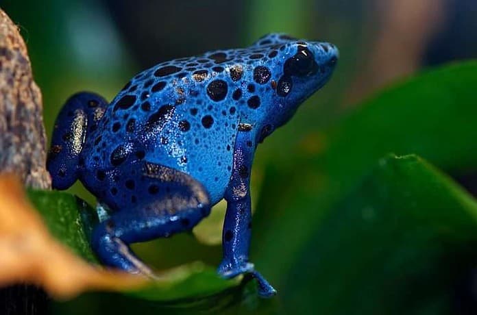 10 Deadly Amazon Rainforest Animals