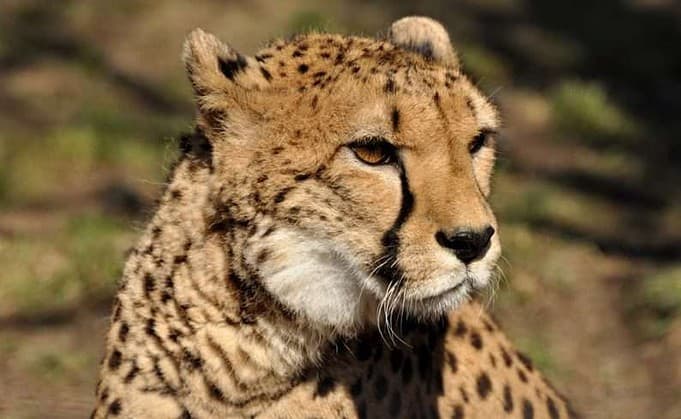 10 Interesting Fact About The Asiatic Cheetah