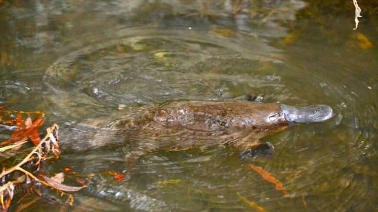 10 Amazing Things About The Duck-Billed Platypus.
