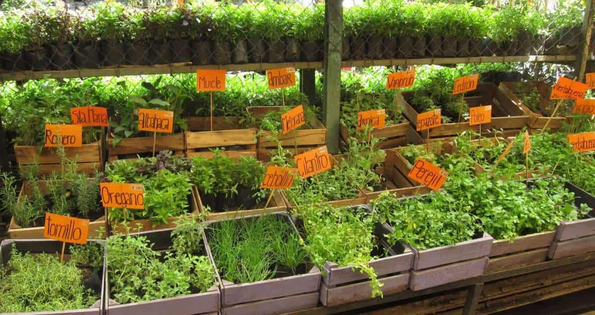 13 Types Of Herbs: Their Uses And Importance