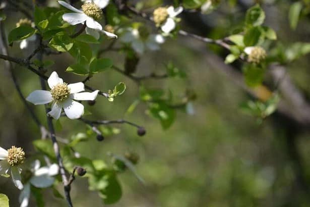 6 Beautiful Types Of Flowering Dogwood Tree