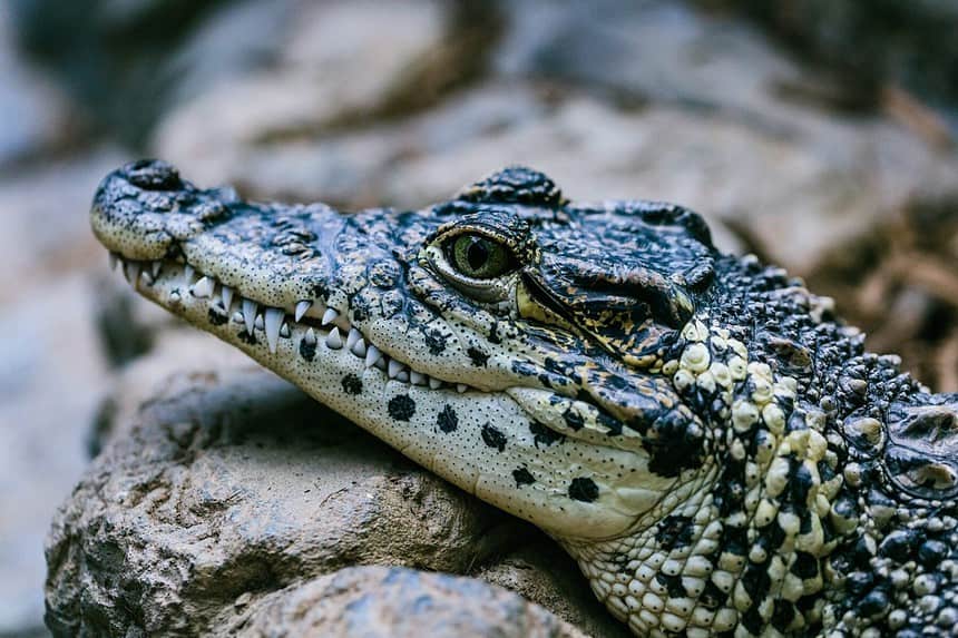 Crocodile Vs Alligator: Who Wins In A Fight? 9 Amazing Features