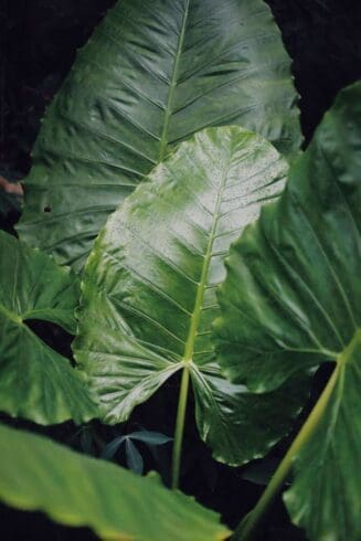 Elephant Ear Plant Indoors: 5 Cool Tricks On How To Take Care Of Them