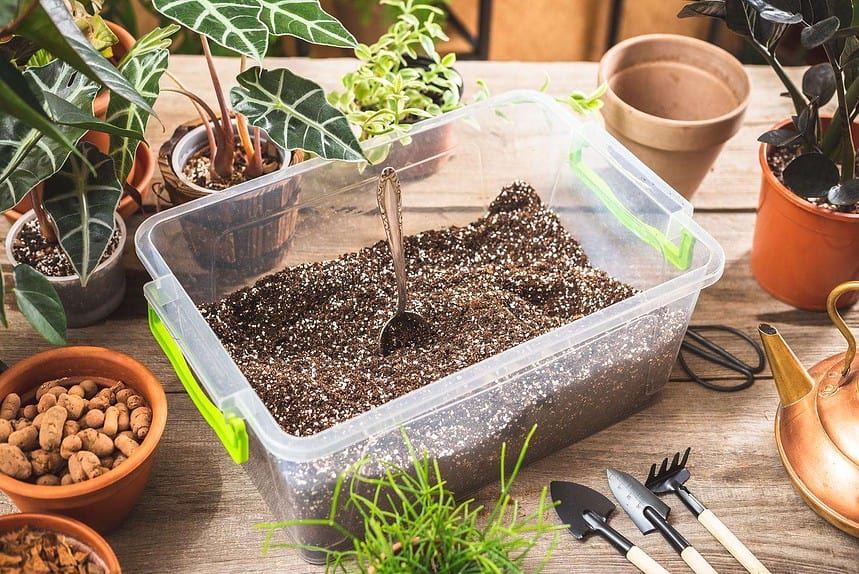 10 Easiest Vegetables To Grow For Your Home Garden!