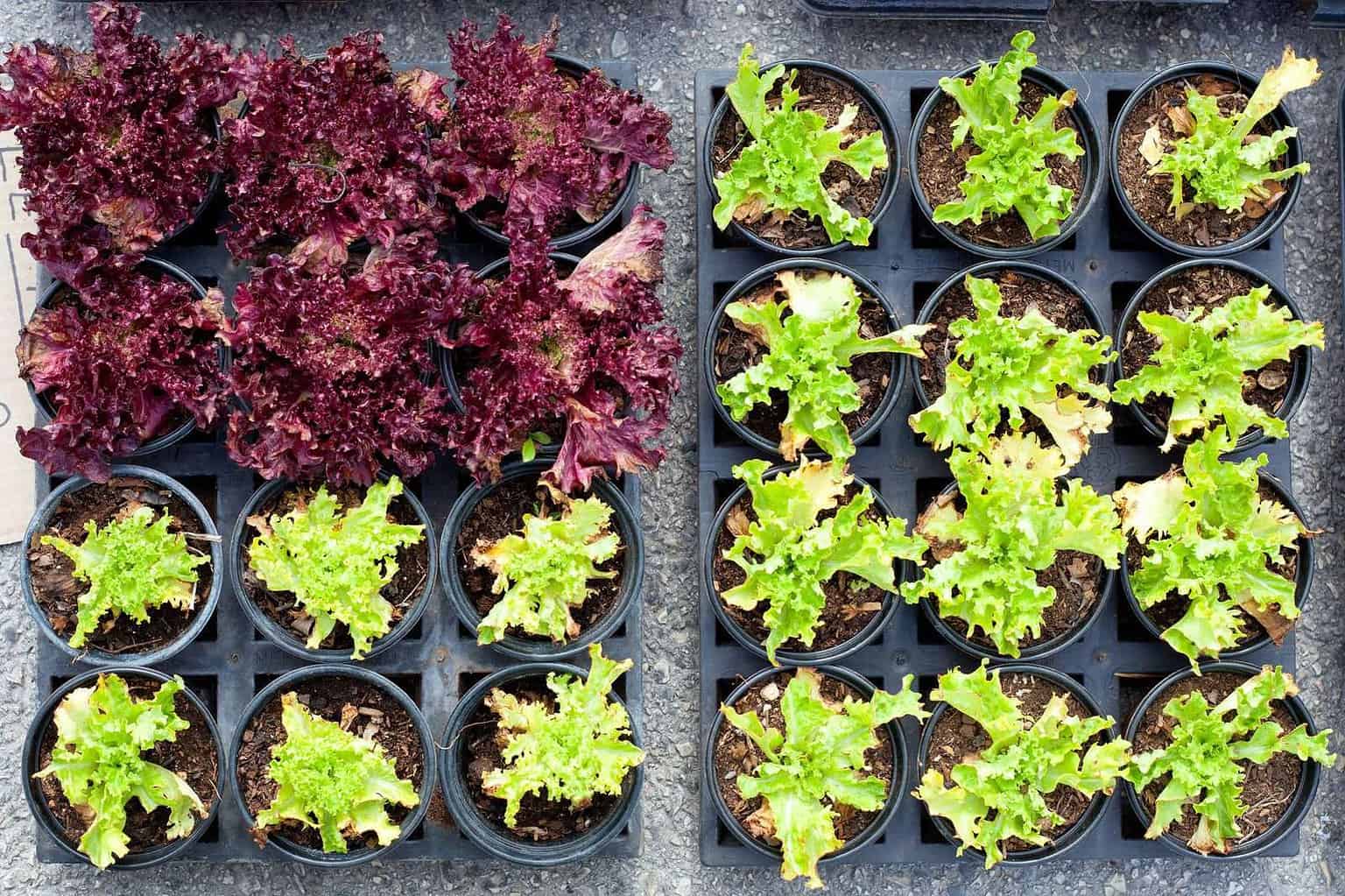 10 Easiest Vegetables To Grow For Your Home Garden!