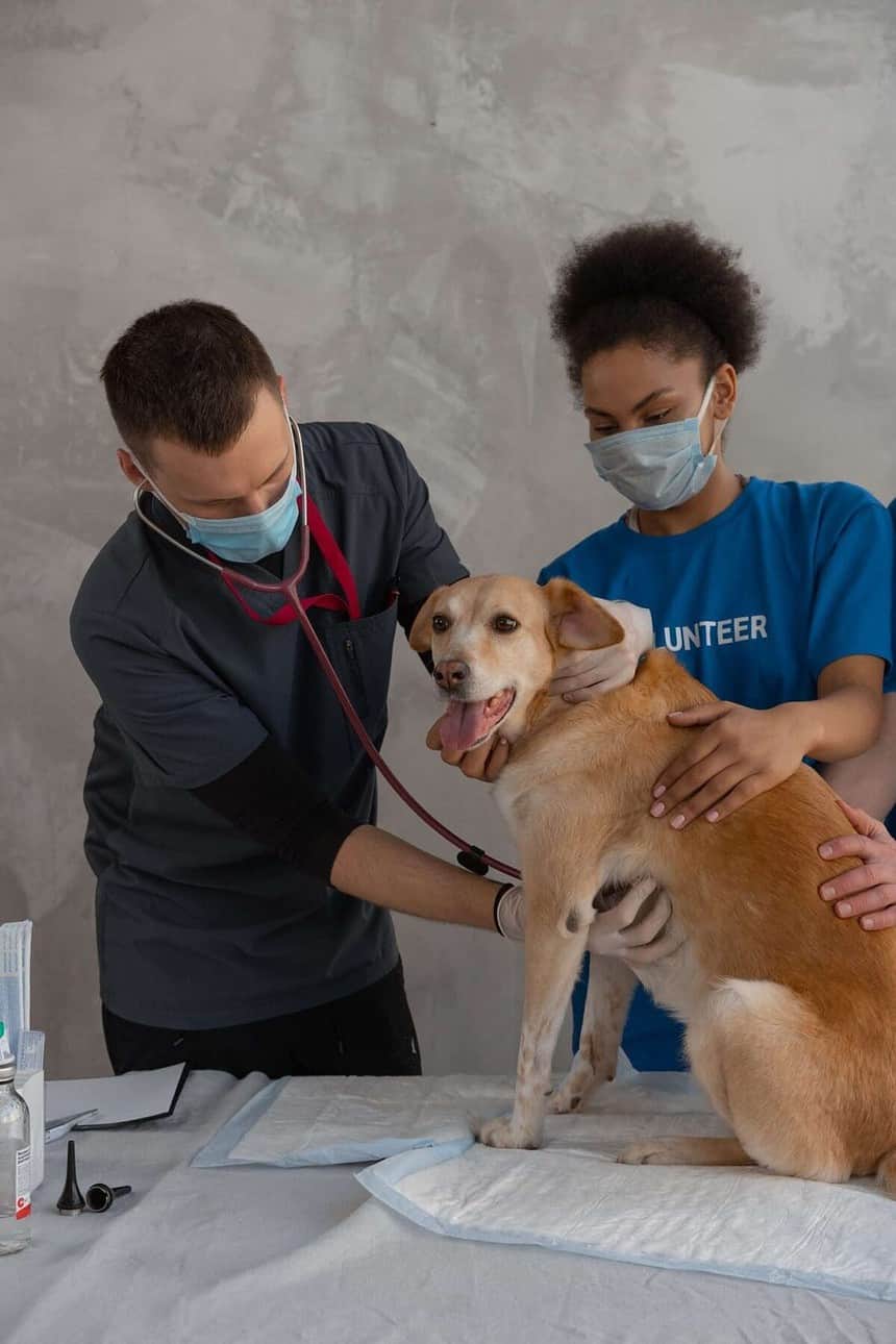 Do Female Dogs Have Periods? 3 Super Helpful Ways To Treat Them During ...