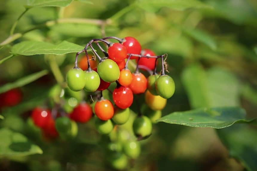 What Are Nightshades? 4 Amazing Benefits Of Eating Them