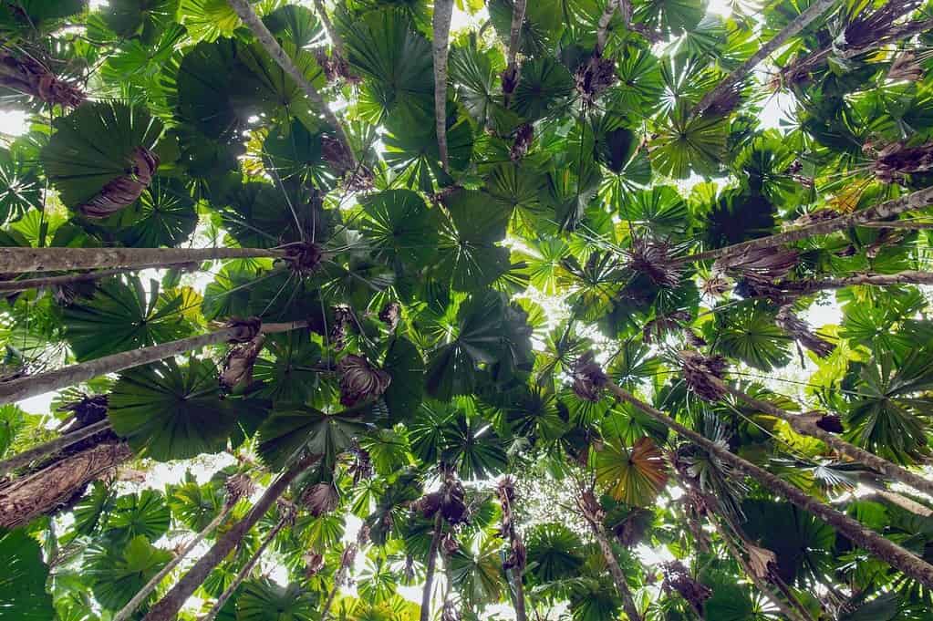 A Guide On Daintree Rainforest- 4 Amazing Facts