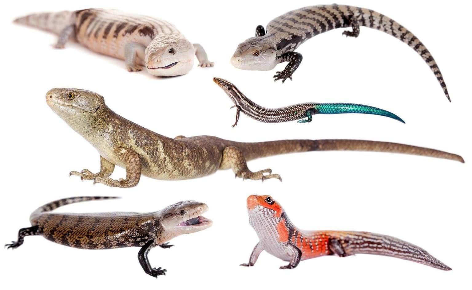 15 Interesting Facts About Blue Tongue Skink