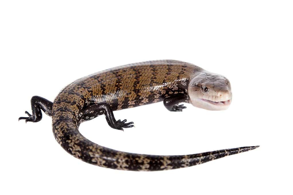15 Interesting Facts About Blue Tongue Skink