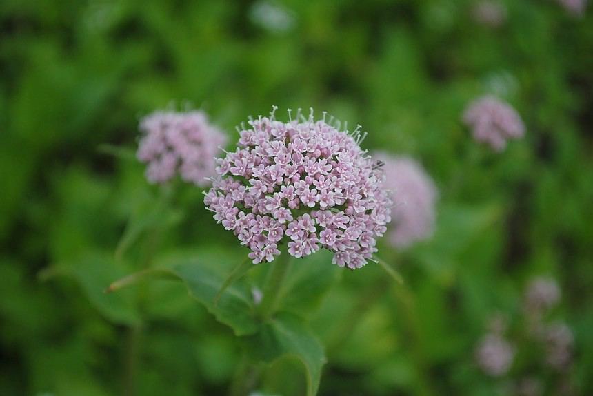 Where Does Valerian Grow Best? 6 Most Important Facts About It.