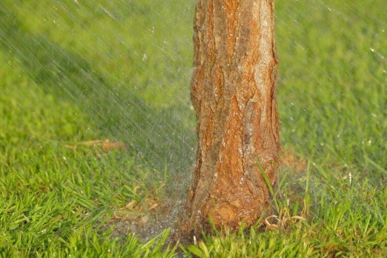 Why Do Plants Need Water? Exploring The Essential Connection