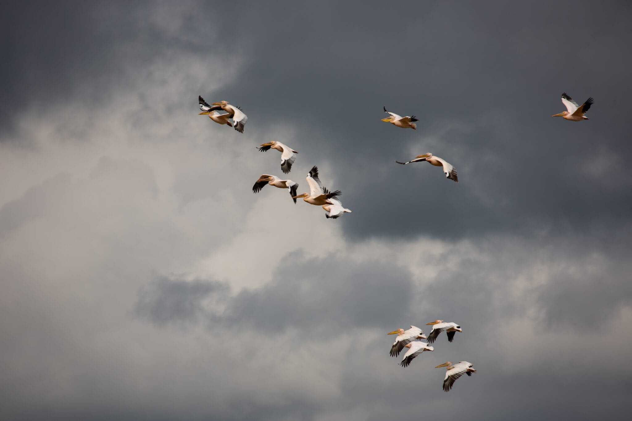 How Does Pollution Affect Animals Exploring The Impact how-does-pollution-affect-animals-exploring-the-impact