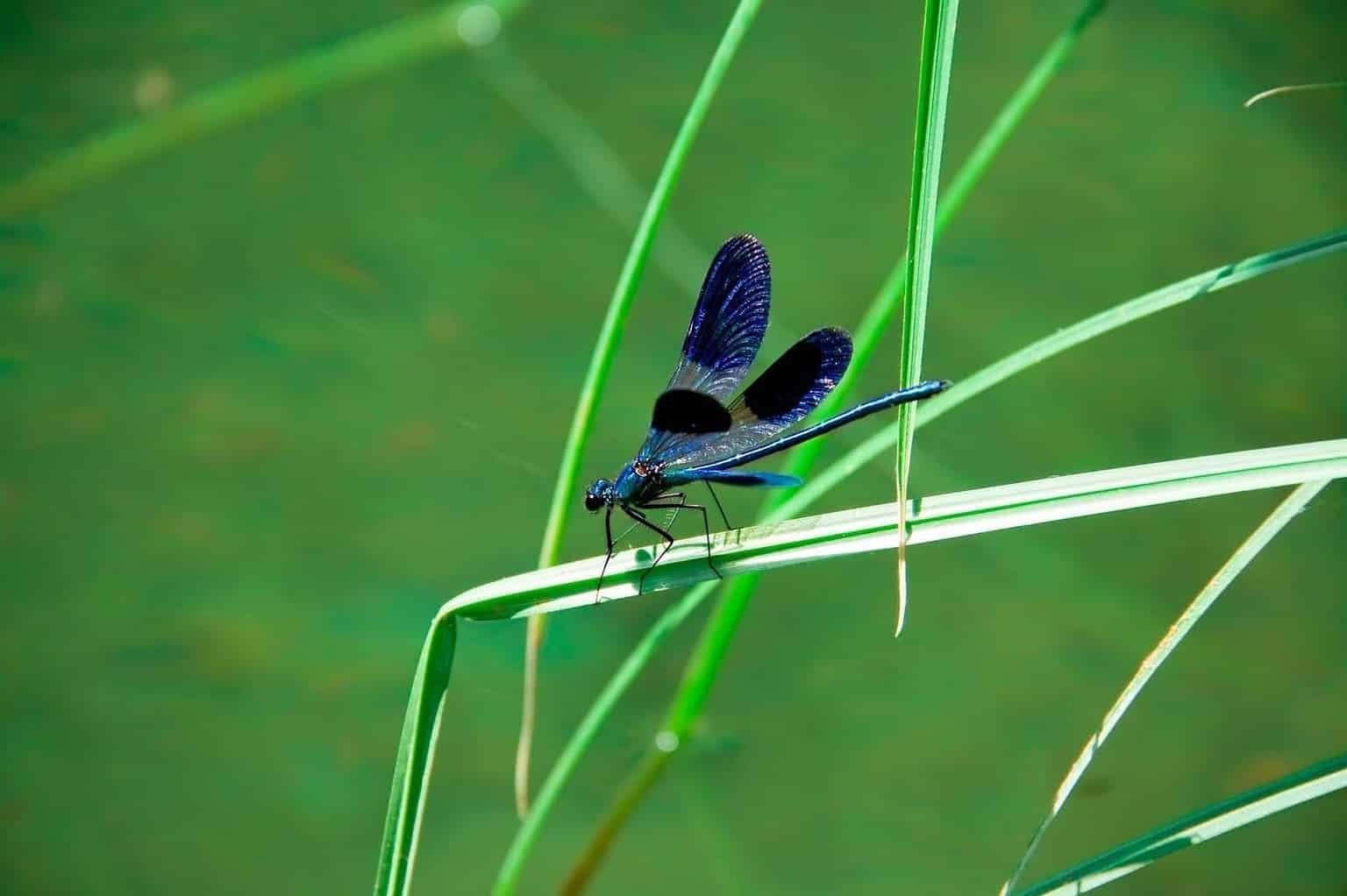 Blue Dragonfly Meaning: Unraveling The Symbolism