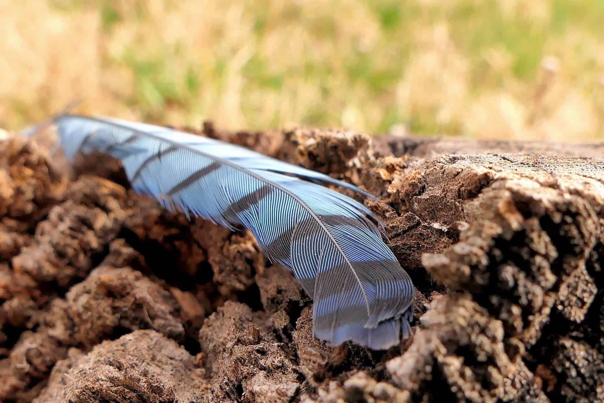 Blue Jay Feather Meaning For Native American Indians