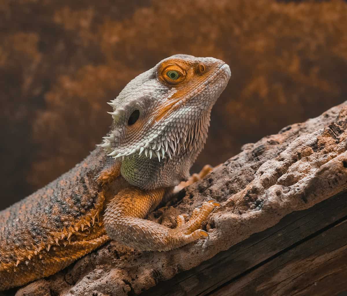 What Do Bearded Dragons Like To Eat: 5 Options To Know