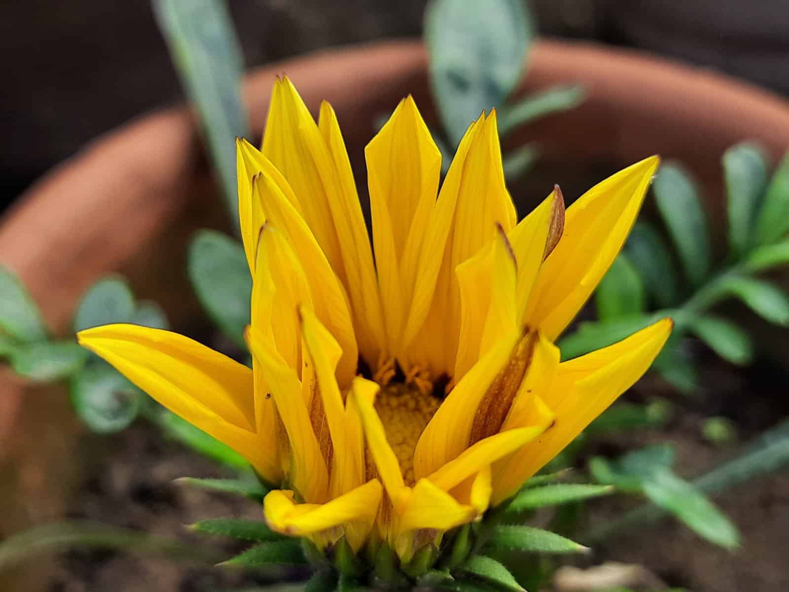 Becoming A Plant Parent: The Good, The Bad, And The Ugly