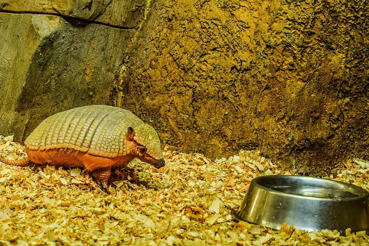 What Do Armadillos Eat To Trap: Steps To Follow To Trap Armadillos
